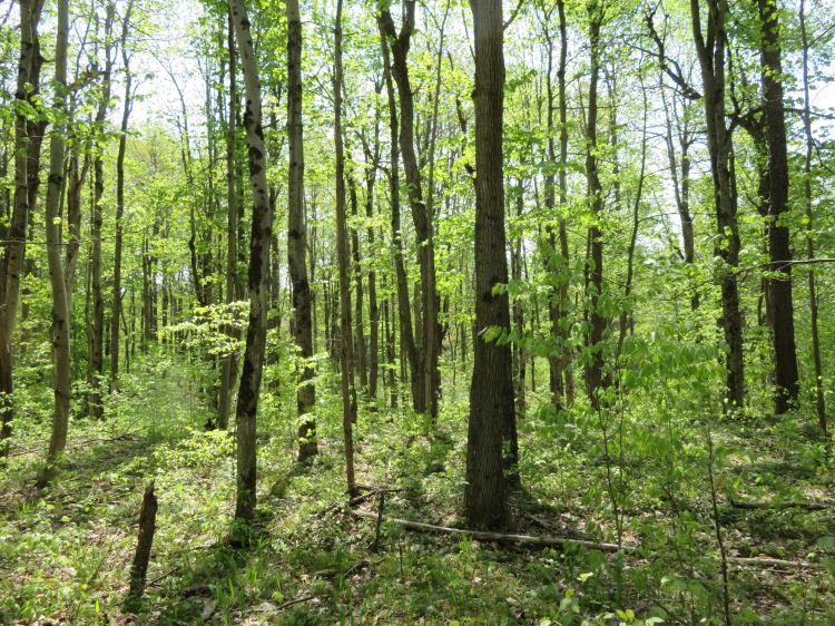 BREATHTAKING ADIRONDACK RIVER FRONTAGE14.10 ACRES EDWARDS, ST LAWRENCE ...